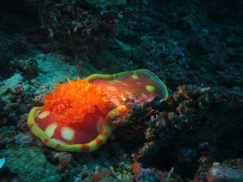GUINJATA BAY BREATHTAKING NATURE VIEWS AND DIVING SPOTS - Sandton Scuba ...